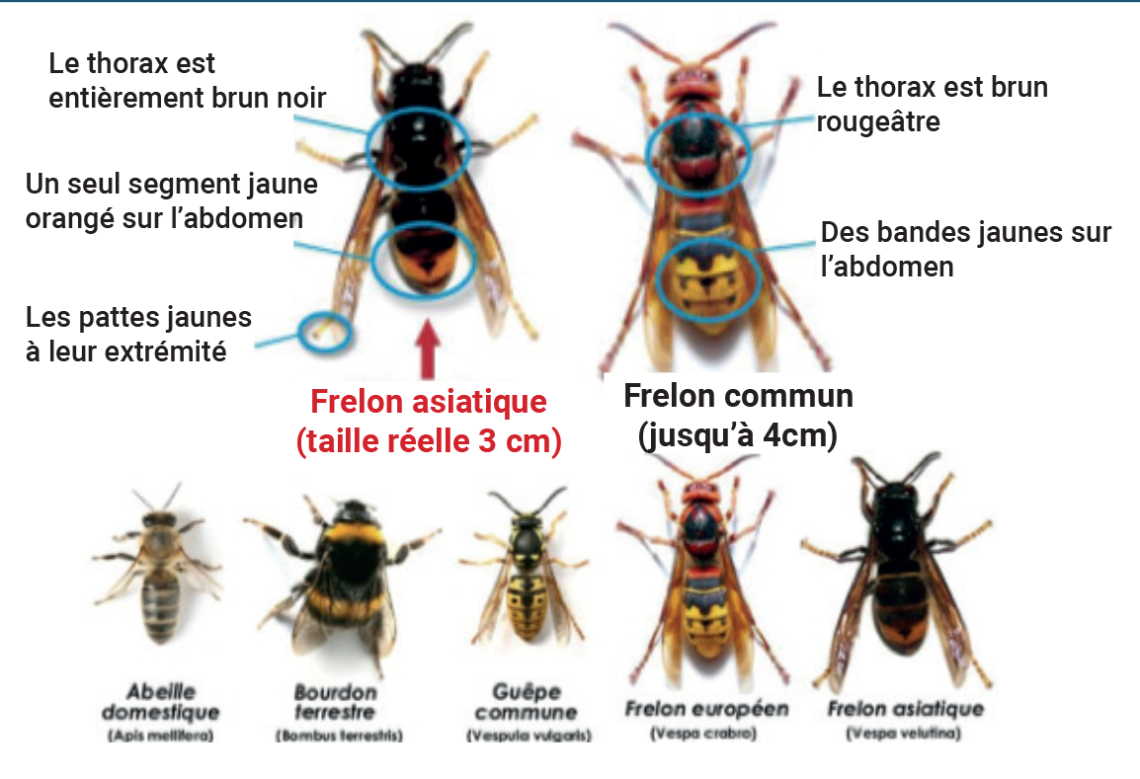 Comment identifier et combattre les frelons Asiatiques – plare.